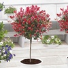 Evergreen Photinia Little Red Robin Trees | Groupon