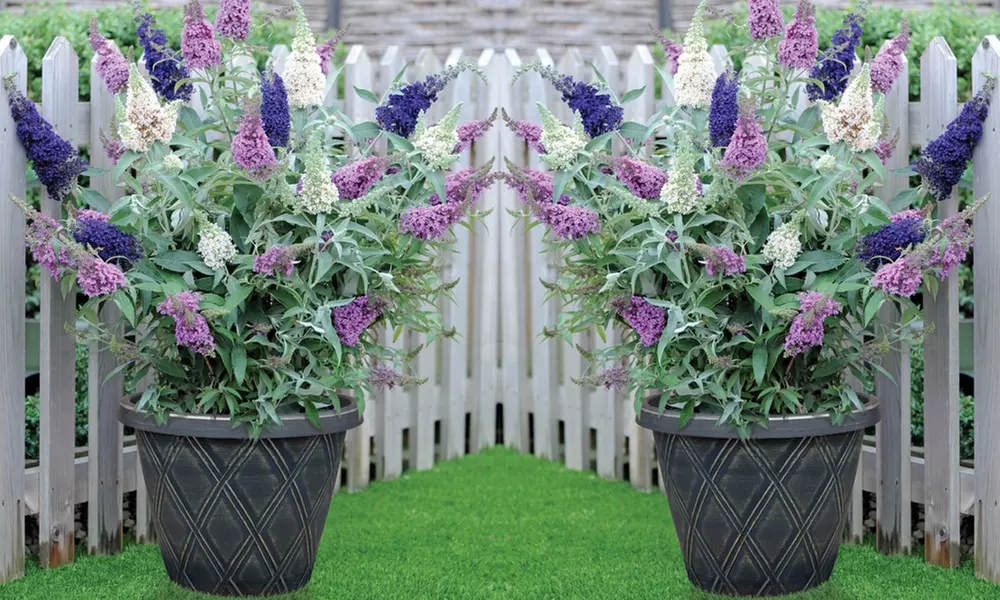 Hardy Patio Buddleja Buzz 3-in-1 | Groupon Goods