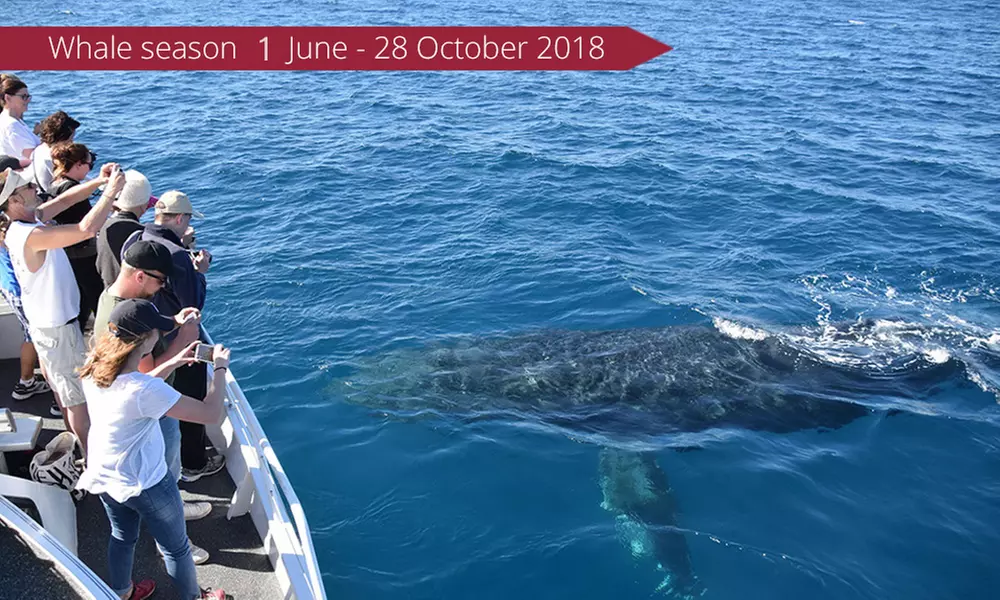 Whale One in Mooloolaba | Groupon