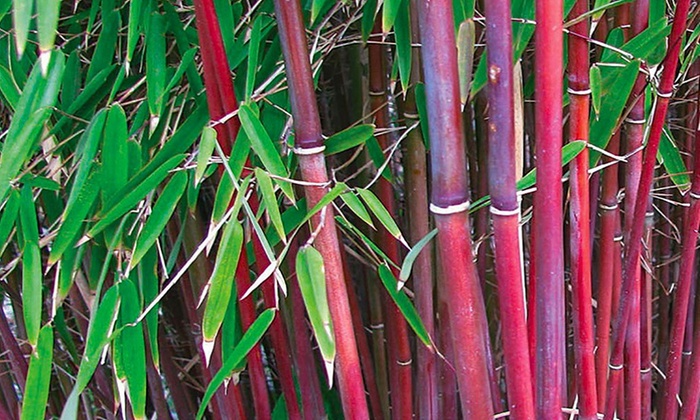 Red Stem Umbrella Bamboo | Groupon Goods