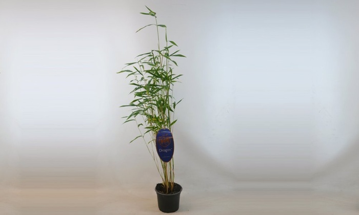 Clumping Blue Bamboo | Groupon Goods