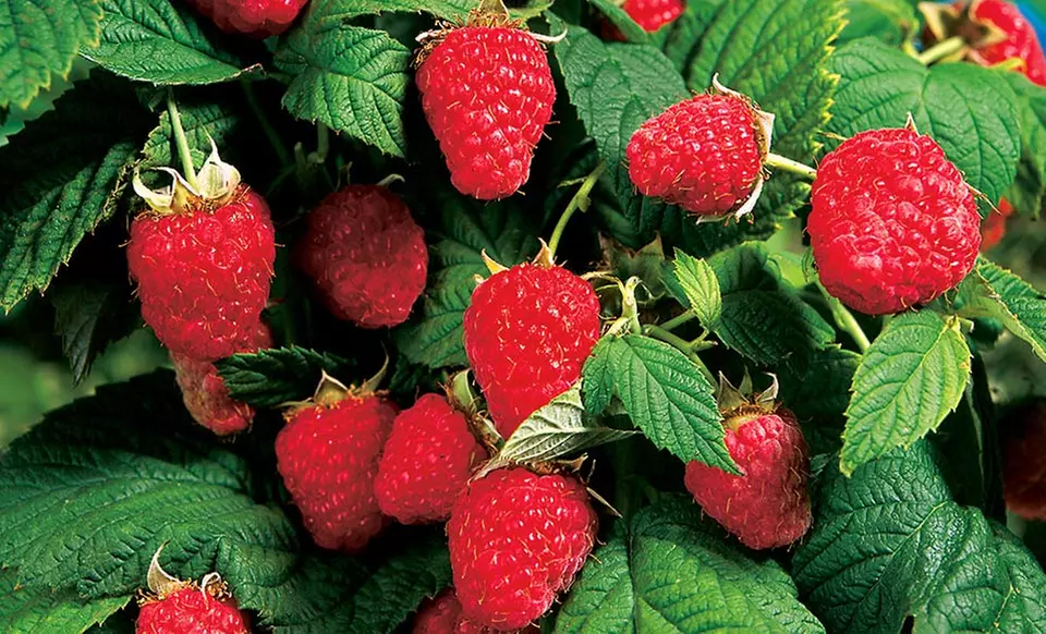 Rasberry Plants | Groupon Goods