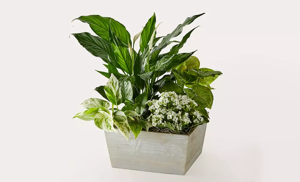 ProFlowers - Beautiful Lush Plants - From $27 - Dayton | Groupon
