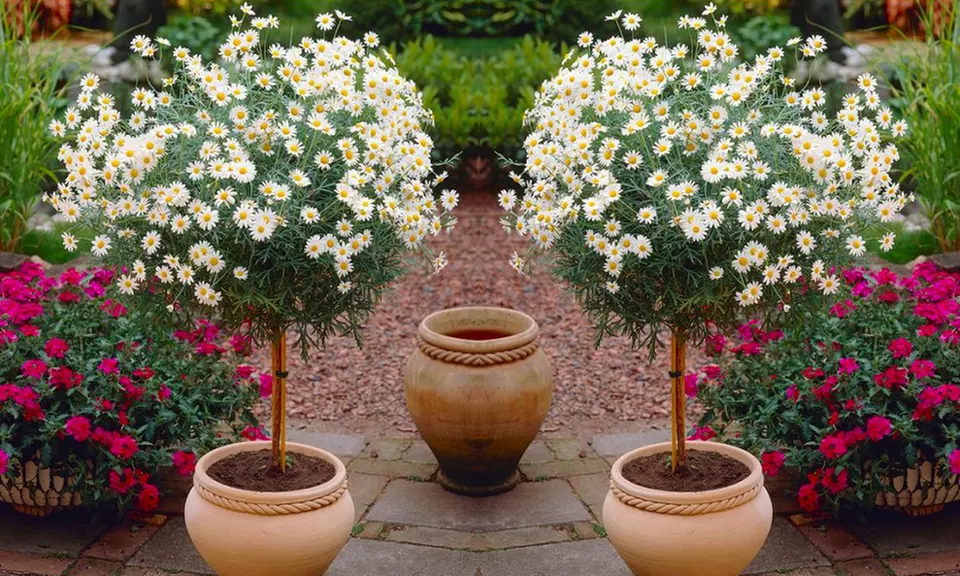 XL Marguerite Daisy Trees | Groupon Goods