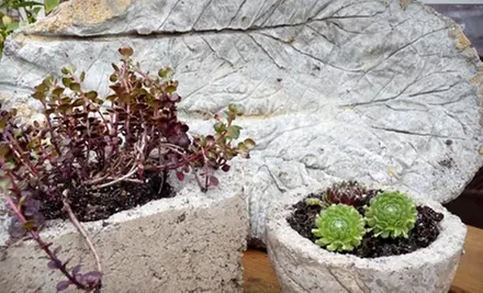 Charlie Thigpens Garden Gallery in Birmingham | Groupon