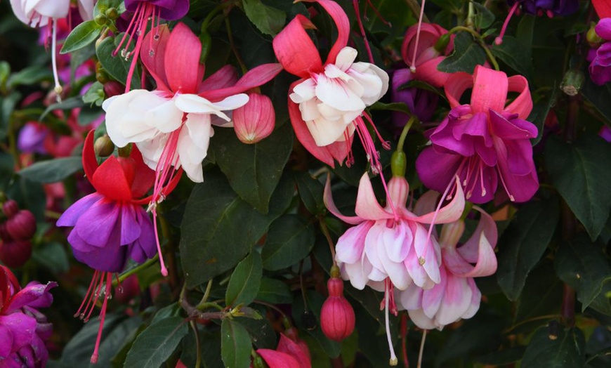 Fuchsia Patio Dancers Collection 6, 12 or 18 Plants | Groupon