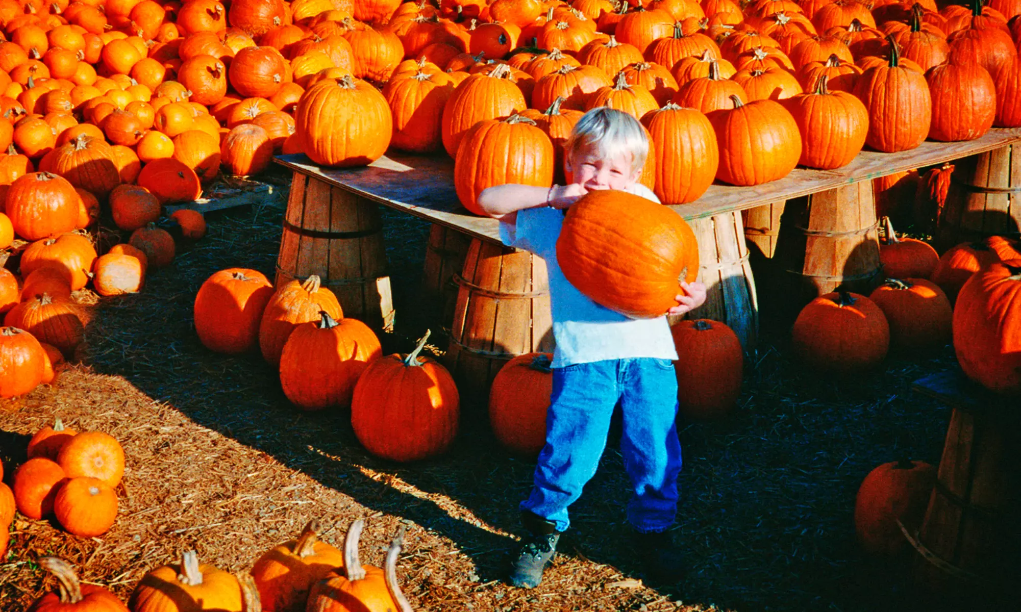 Abbey Farms of Marmion Abbey in Aurora | Groupon