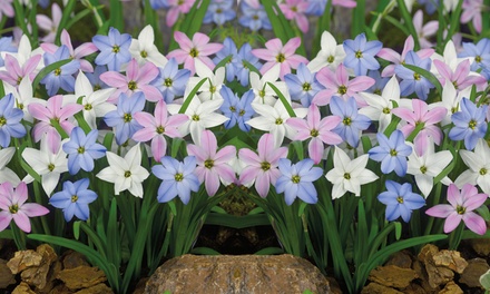 Up To 29% Off Hardy Spring Bulb Collection | Groupon