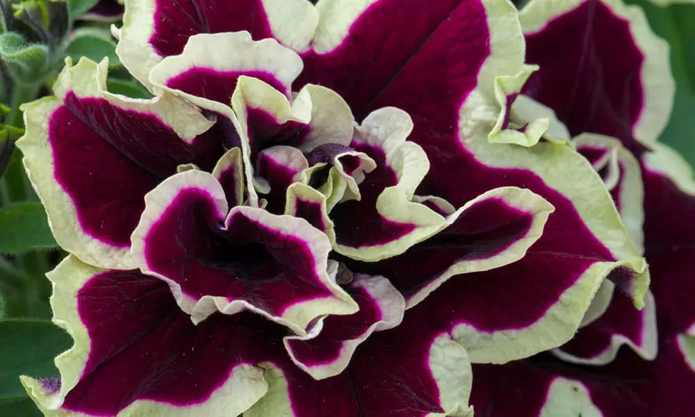 YouGarden 12 Packs of Premium Petunia Tumbelina Ruffles Collection ...