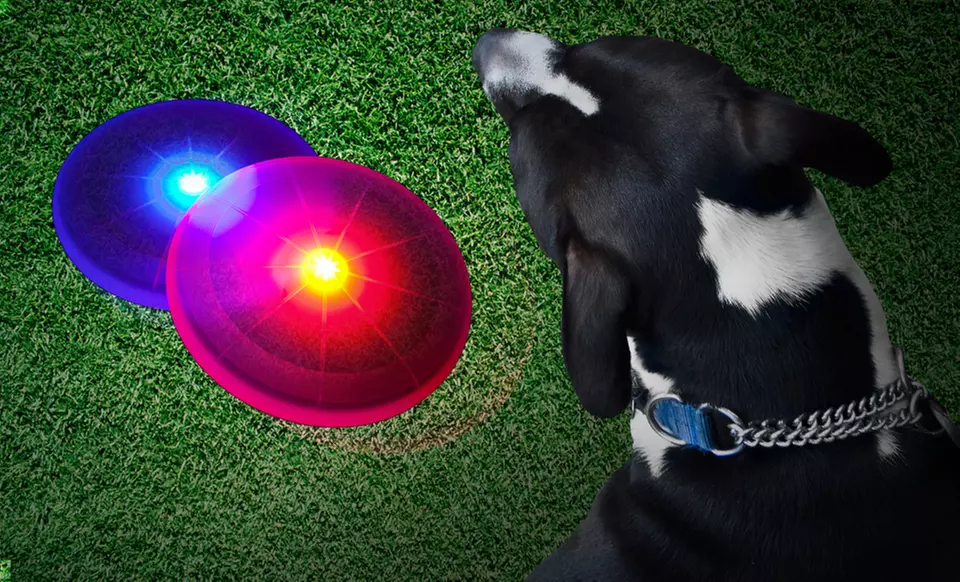 Light-Up Dog Tossing Discs | Groupon Goods