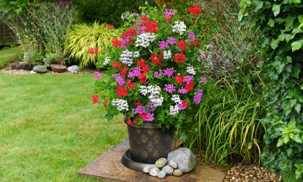 Geranium Flower Power Trio - 3 or 6 Plants with Optional Tower Pot ...