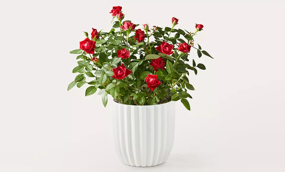 ProFlowers - Beautiful Lush Plants - From $30 | Groupon