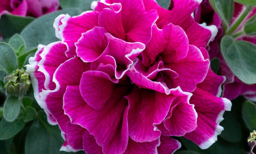 YouGarden 12 Packs of Premium Petunia Tumbelina Ruffles Collection ...