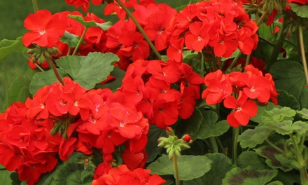 Geranium 'Fire Queen' Garden-Ready Plants | Groupon