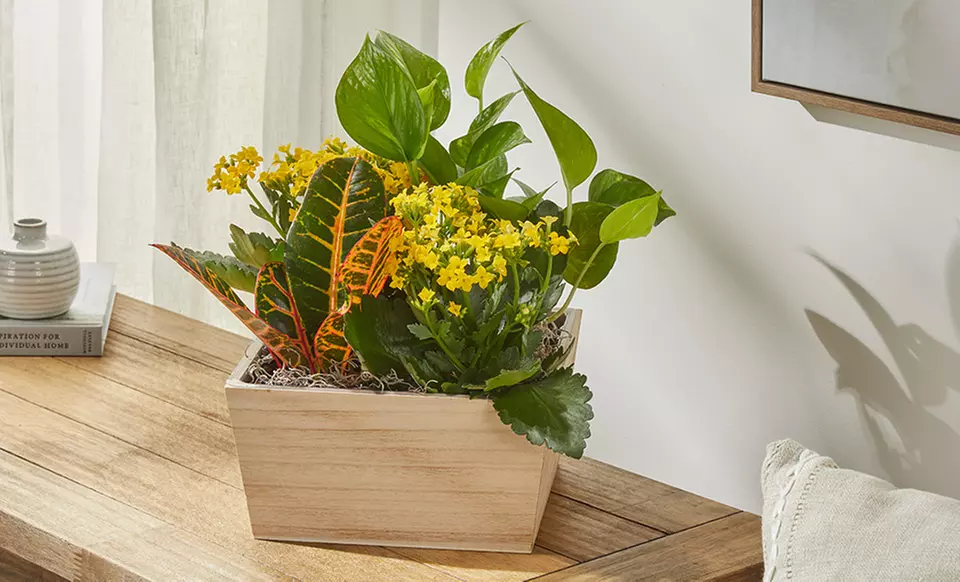 FTD.com - Gorgeous Plant Gifts - From $18 - Dayton | Groupon