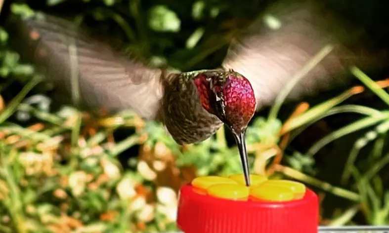 The Hummingbird Sanctuary in Santa Paula | Groupon