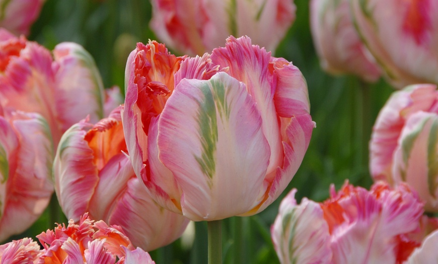 Up To 15% Off Tulip Parrot Mix or Tropical - up to 32 Bulbs | Groupon