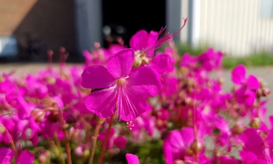 Up To 20% Off One or Three Geranium 'Intense' 9cm Pot, Vibrant Neon Pink Blooms | Groupon
