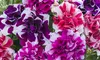 YouGarden 12 Packs of Premium Petunia Tumbelina Ruffles Collection ...