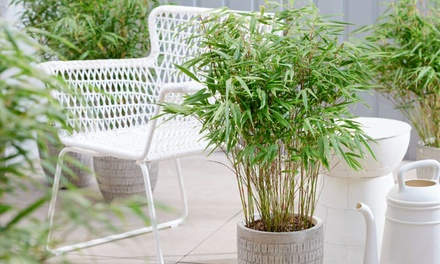 Up To 33% Off One or Two Umbrella Bamboo 'Fargesia Rufa' Potted Plants ...