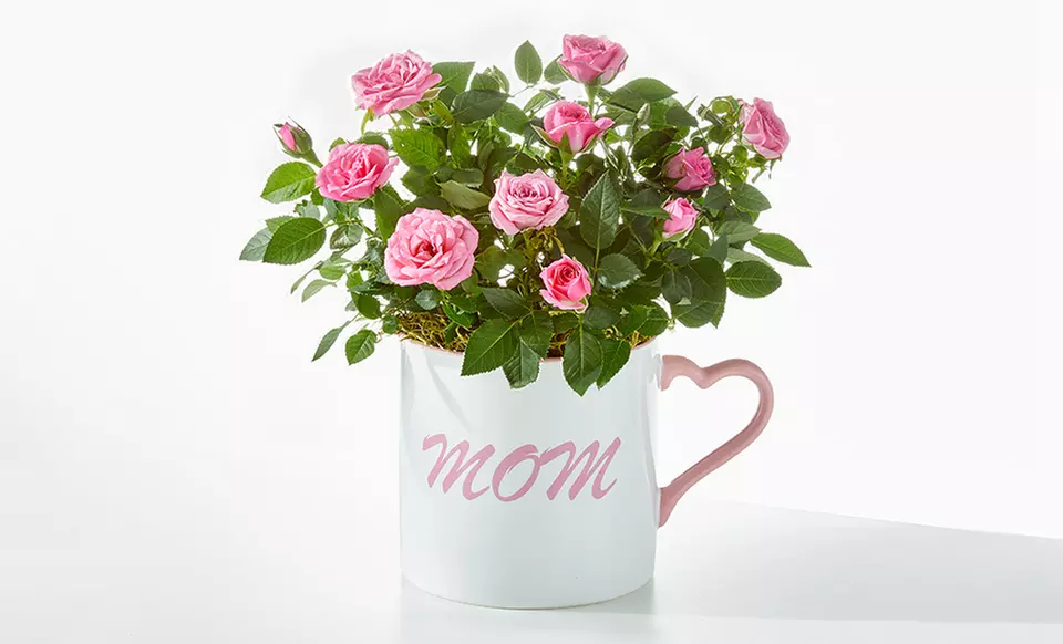 FTD-Mother's Day Gorgeous Plants - From $18 - Dayton | Groupon