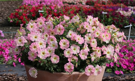 Petunia 'Raspberry Shake' / 'Navy Velour' or Pink Pastel | Groupon