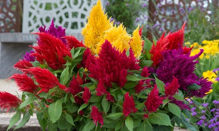 Celosia 'First Flame Mix' - 24 or 48 Plants | Groupon
