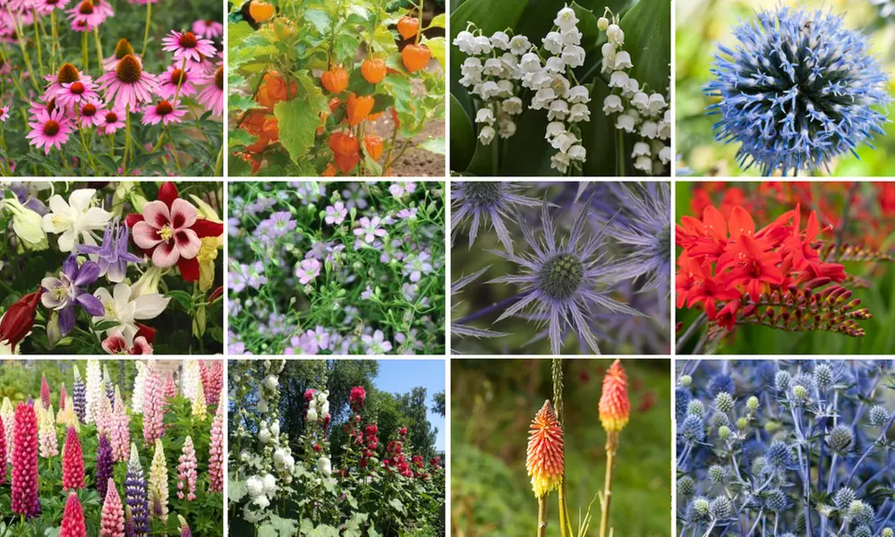 30 Everlasting Perennial Collection Plants | Groupon Goods