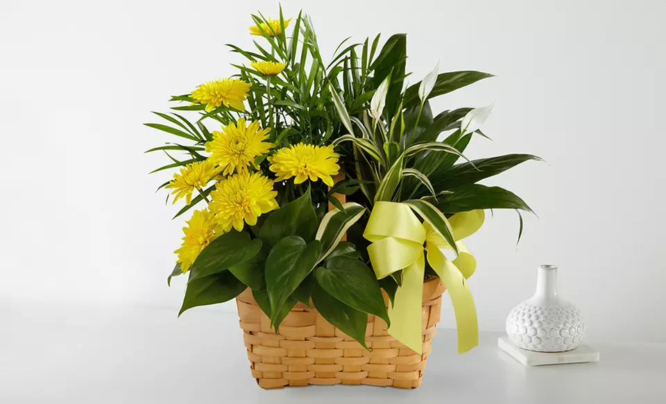 FTD.com - Same Day Plant Gifts - From $20 - Dayton | Groupon