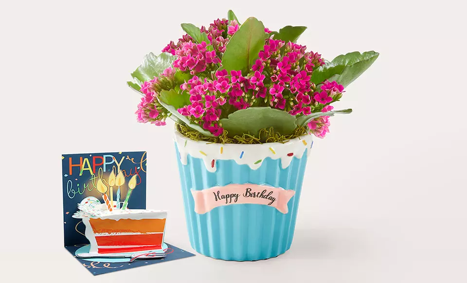 ProFlowers - Beautiful Lush Plants - From $27 - Dayton | Groupon