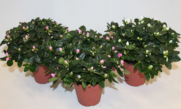 Pink Azalea Tree | Groupon Goods
