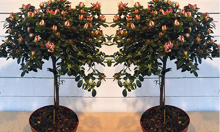 Pink Azalea Tree | Groupon Goods