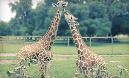 Giraffe Ranch Farm Tours in Dade City | Groupon