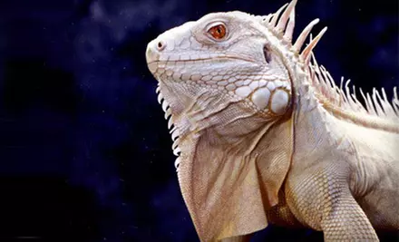 Serpent Safari in Gurnee | Groupon