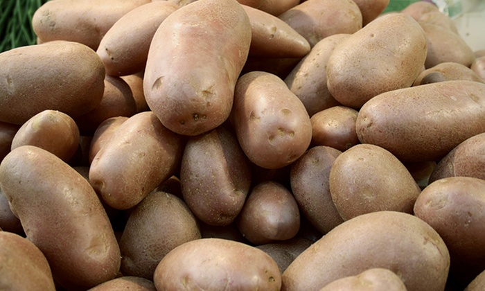 Assorted Potatoes with Planter | Groupon Goods