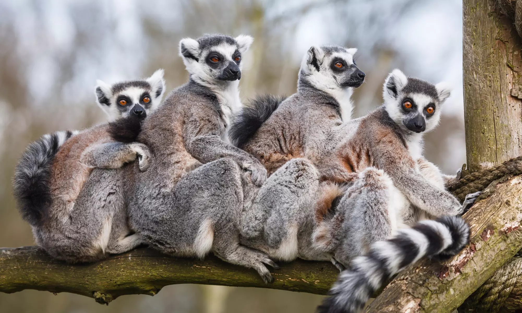 Duke Lemur Center in Durham | Groupon