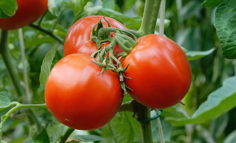 Tomato Rocket Planting Kit | Groupon Goods