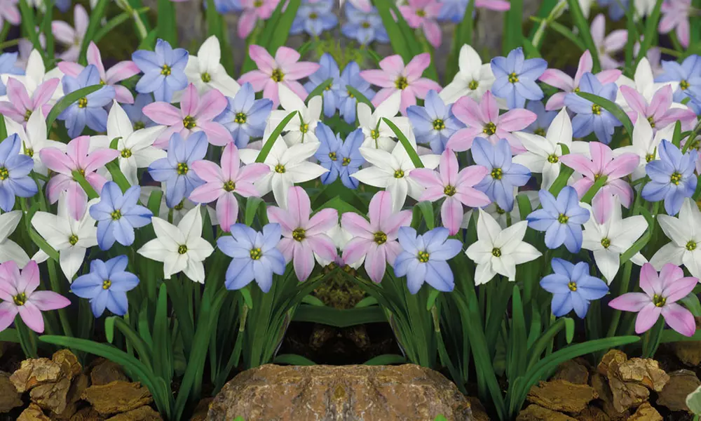 Ipheion Mixed Bulbs | Groupon Goods