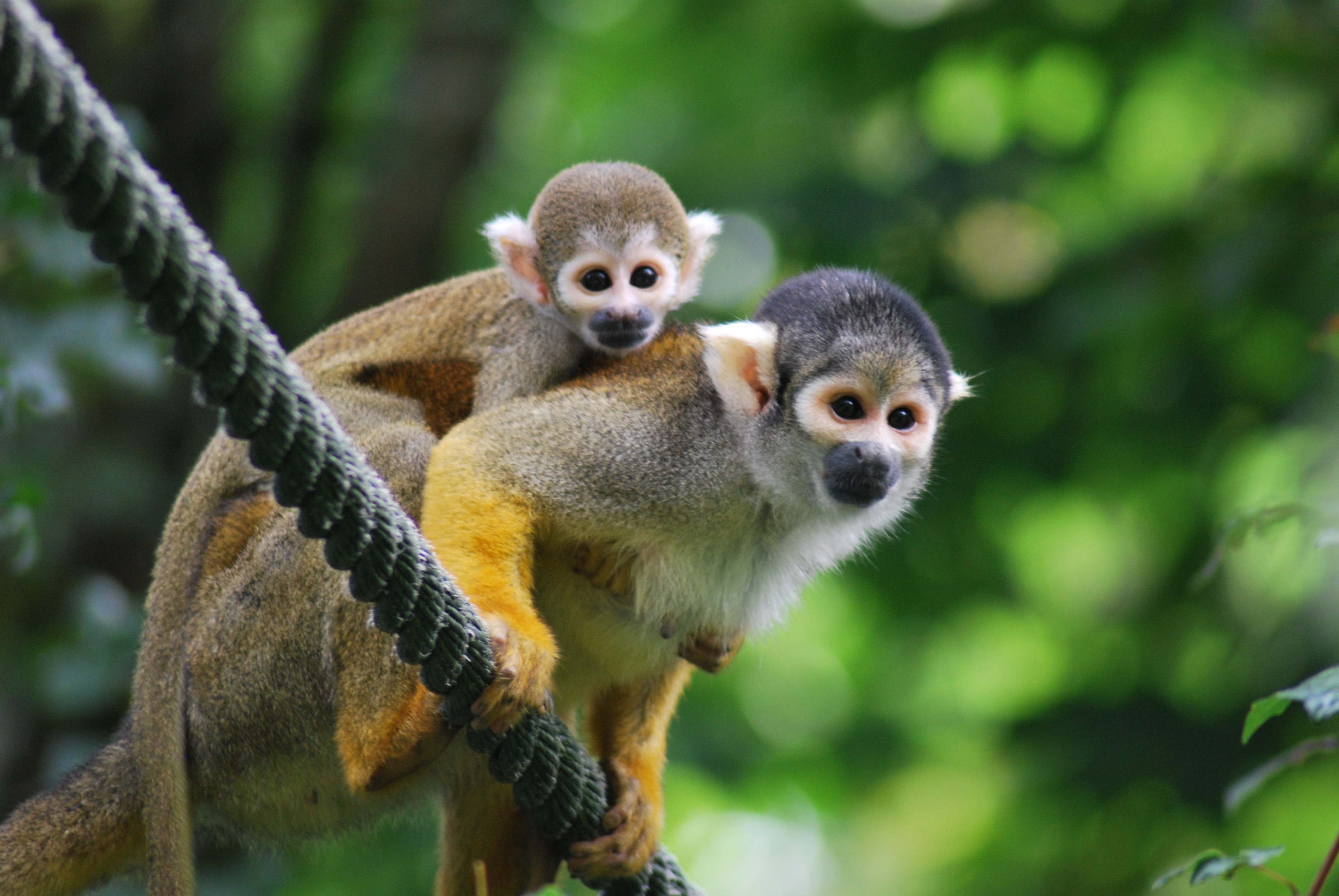 La Vallée des Singes Poitiers Deal du jour | Groupon Poitiers