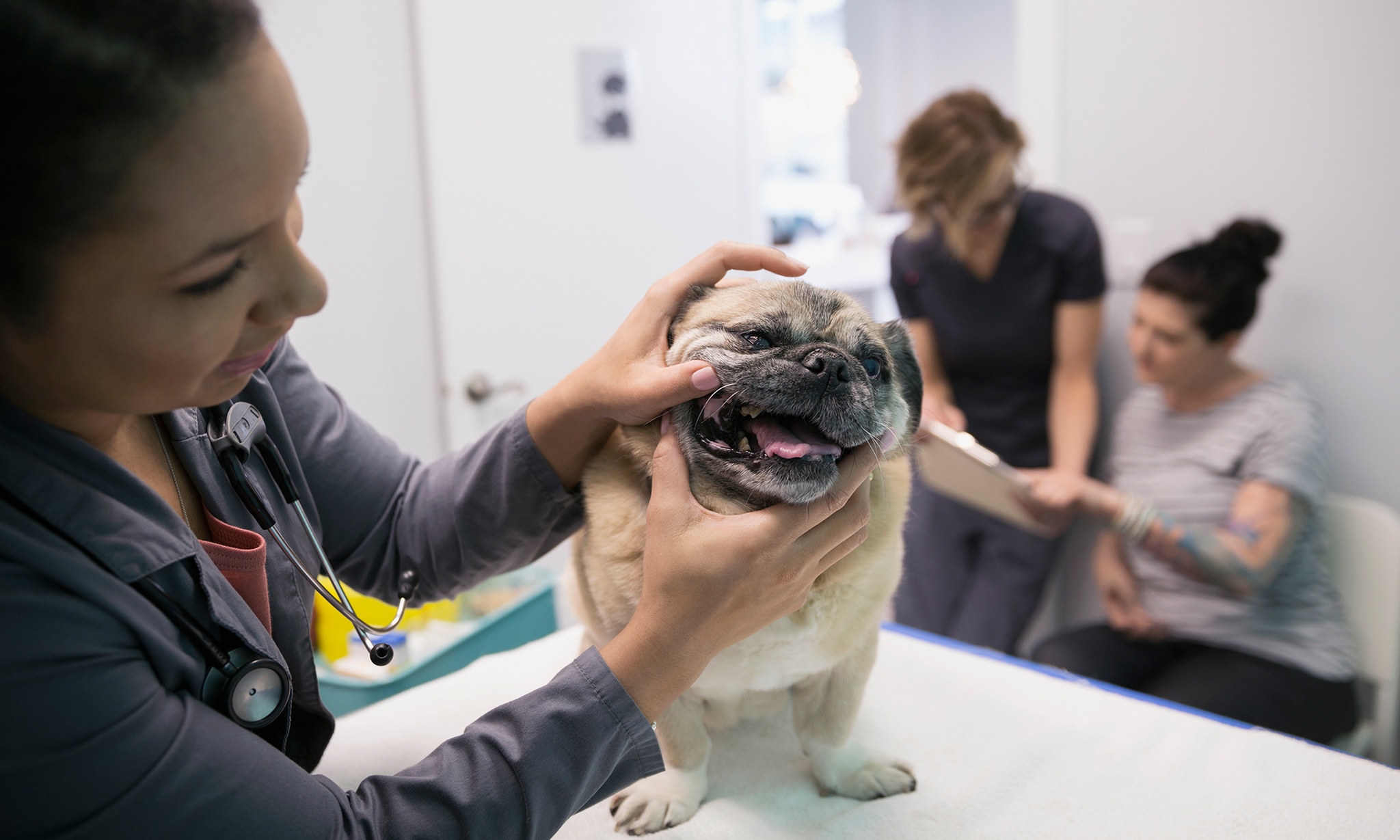 Tango Animal Hospital - From $269.10 - Fairfax | Groupon