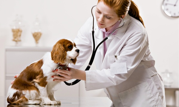 Jacaranda Animal Hospital - From $67.29 - Davie | Groupon