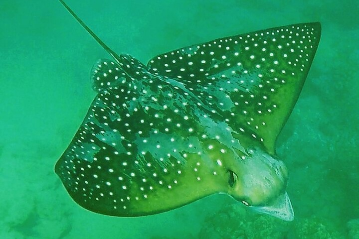 Brandon Cornell in Honolulu | Groupon