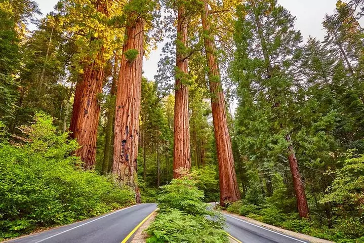 Keifer's Giant Sequoia Tours - Keifer's Giant Sequoia Tours | Groupon