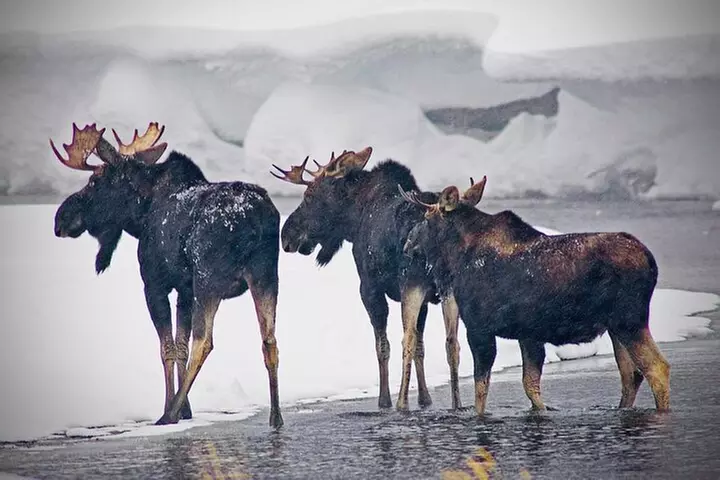 Obsidian Expeditions in | Groupon