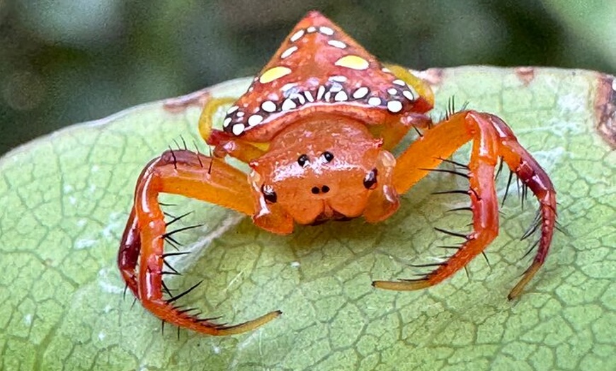 Juan naturalist - Juan naturalist | Groupon