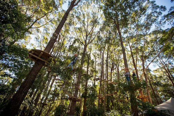 Treetops Adventure - Coffs Ha... - Treetops Adventure - Coffs Harbour ...