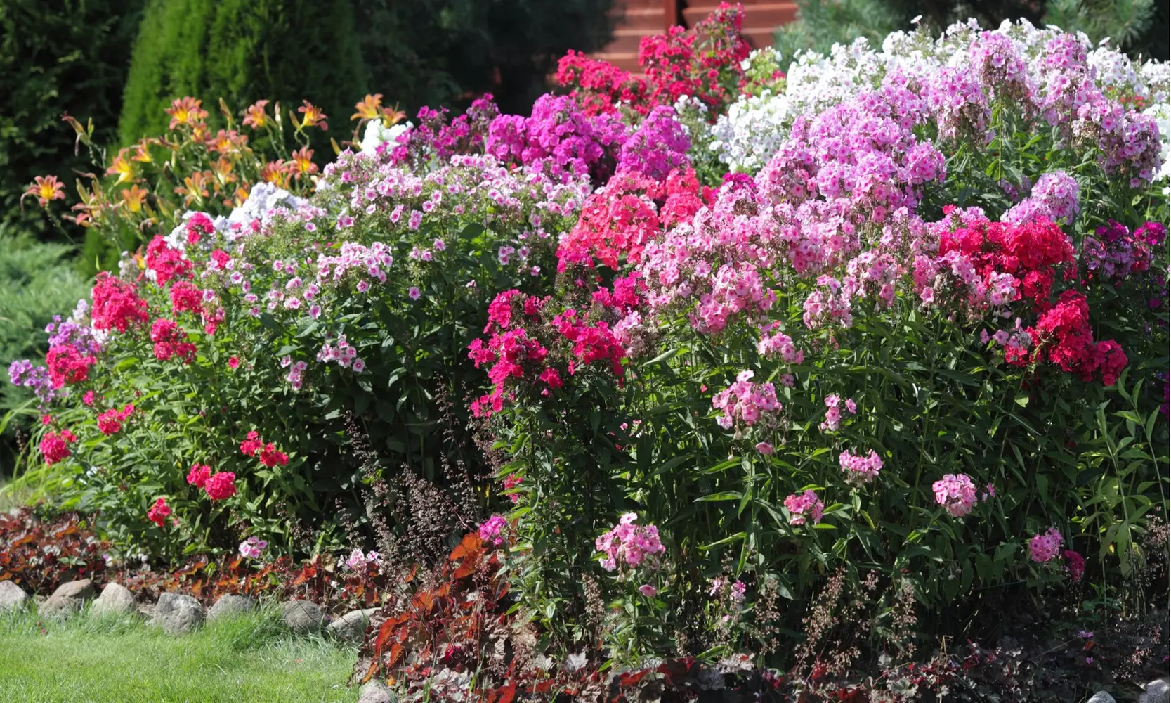 Up To 42% Off on Colorful Mix Garden Phlox Bar... | Groupon Goods