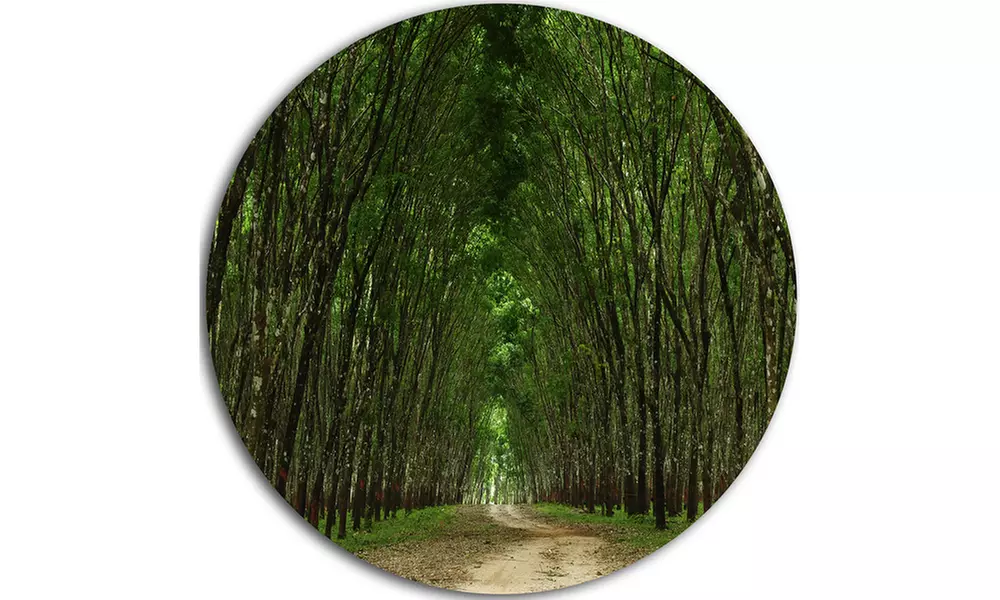 Pathway in Thick Green Forest... | Groupon Goods