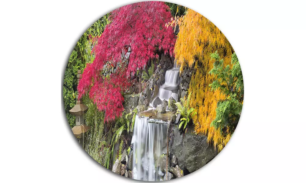 Japanese Maple Trees' Disc Fl... | Groupon Goods