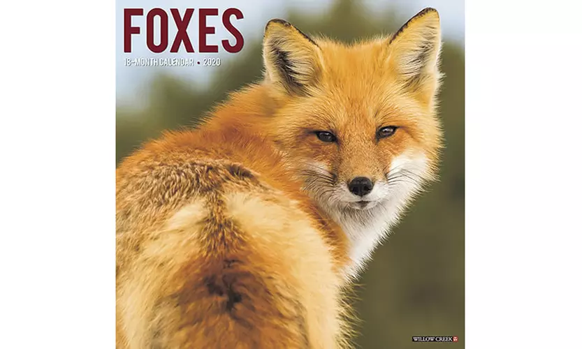 2020 Foxes Wall Calendar | Groupon Goods